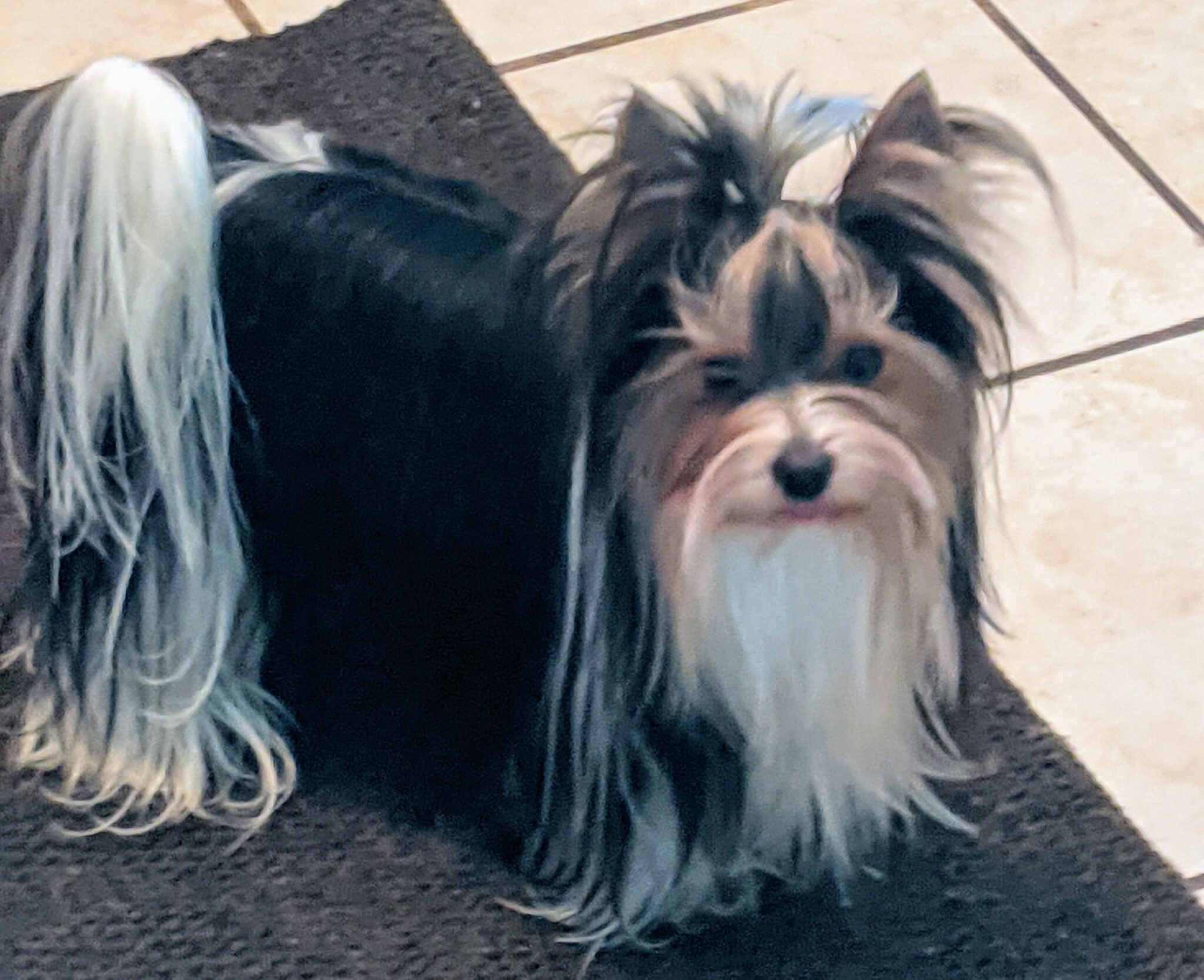 Biewer Terrier Breeder & Biewer Puppies for Sale near Tacoma, WA ...