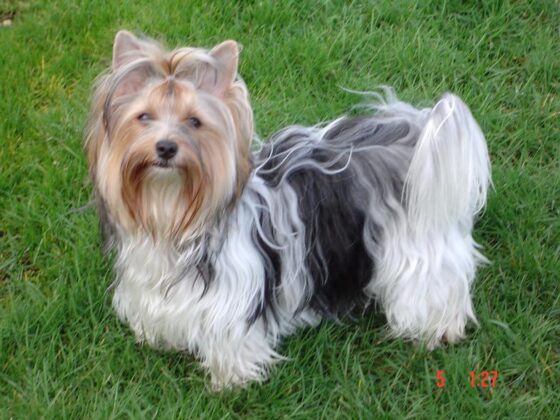 Biewer Terrier Breeder & Biewer Puppies for Sale near Tacoma, WA ...